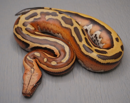 Level 2 Slackline Blood Python by Cold-Blooded Earth