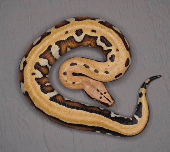 Golden Eye 100% Het Pied/T+ Albino Blood Python by Cold-Blooded Earth