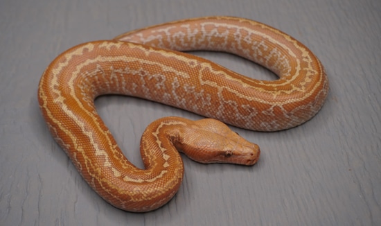 T+ Albino Zig Zag Batik (Possible Super ZZ) Blood Python by Cold ...