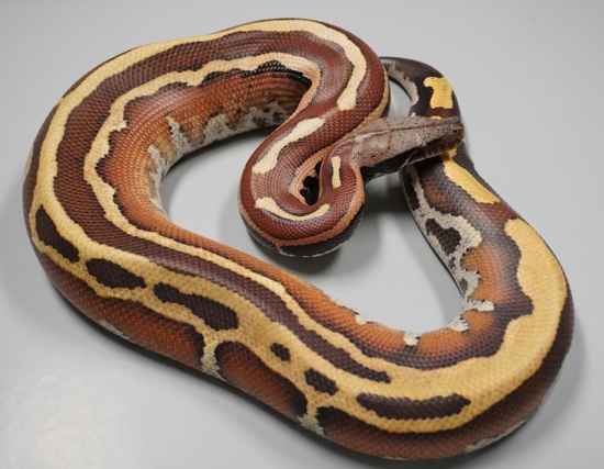 Level 2 Slackline. Ready To Breed Blood Python by Cold-Blooded Earth