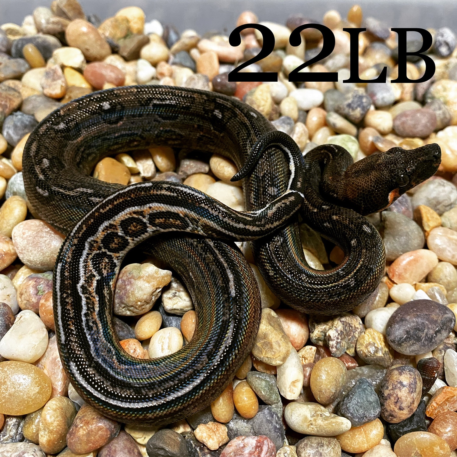 Leopard Boa Boa Constrictor by Russo Family Serpents - MorphMarket
