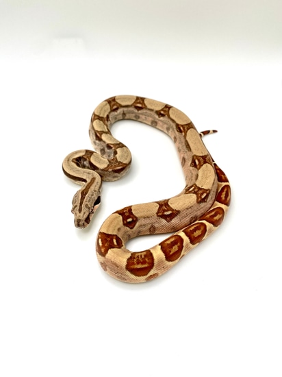 Hypo 100% Het Sharp Boa Constrictor by Russo Family Serpents