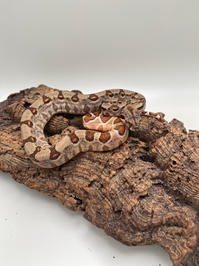 Hypo Het Blizzard Boa Constrictor by Russo Family Serpents