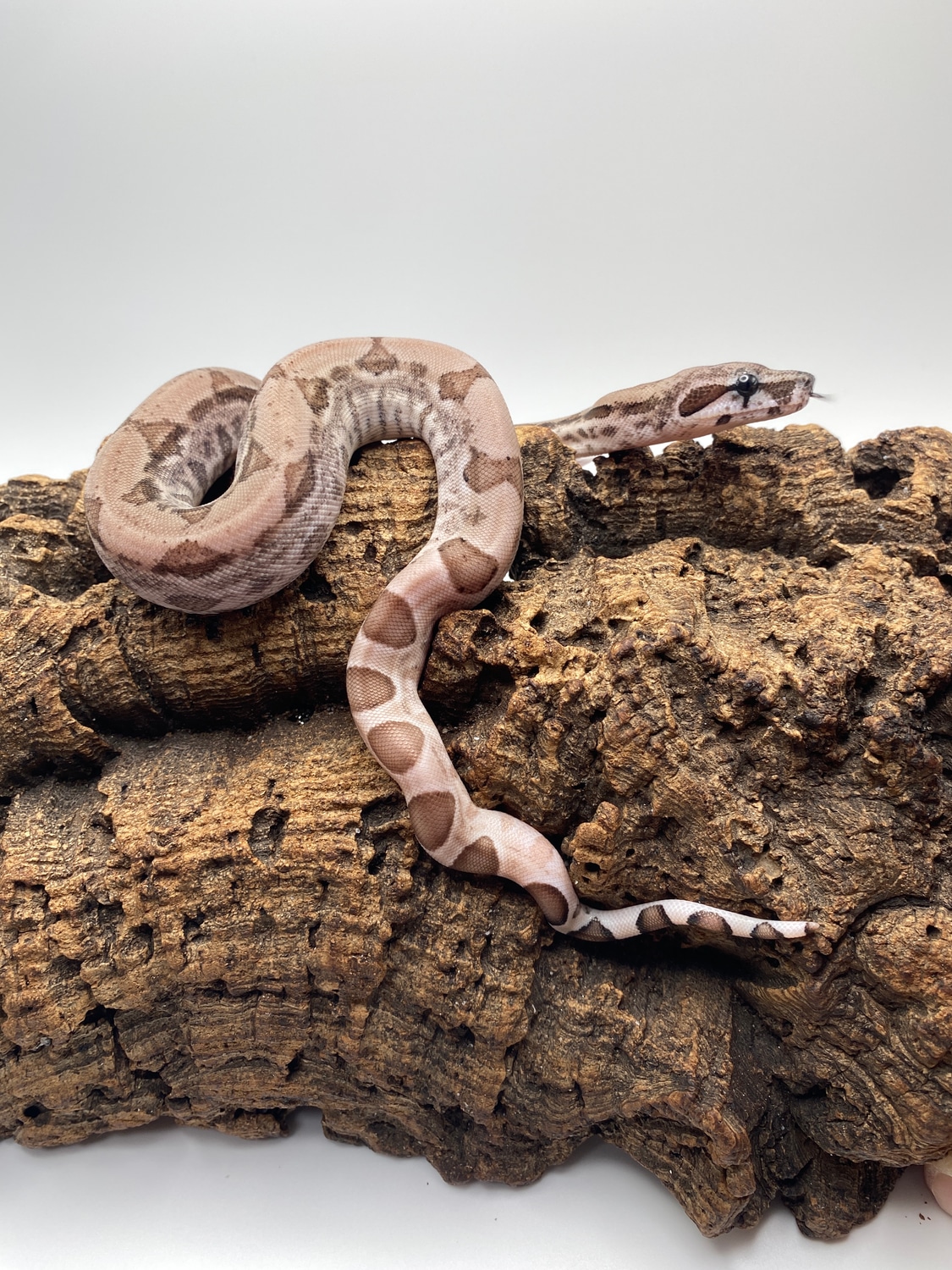 BEA Ghost Het Blizzard Boa Constrictor by Russo Family Serpents ...