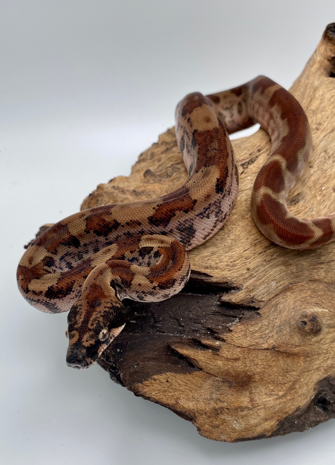 Possible Super Salmon IMG Boa Constrictor by Russo Family Serpents ...