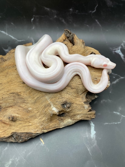 Hypo Blizzard Boa Constrictor by Russo Family Serpents