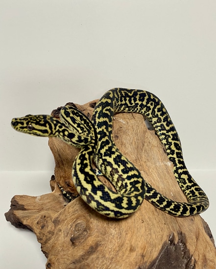 Zebra Jungle Jungle Carpet Python by Russo Family Serpents