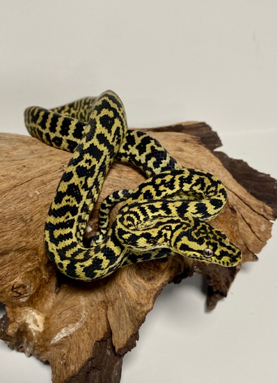 Zebra Jungle Jungle Carpet Python by Russo Family Serpents