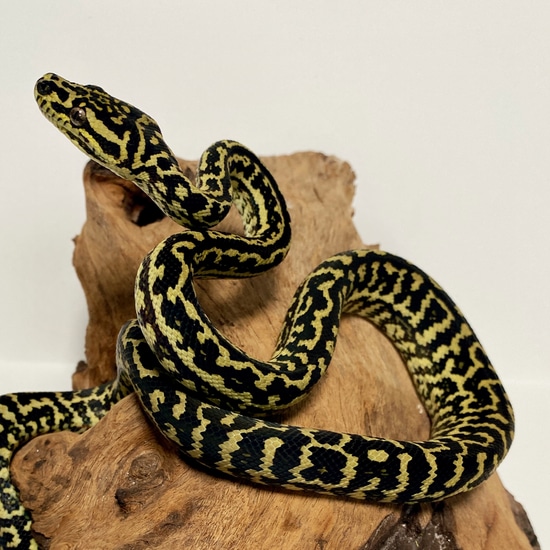 Zebra Jungle Carpet Python by Russo Family Serpents