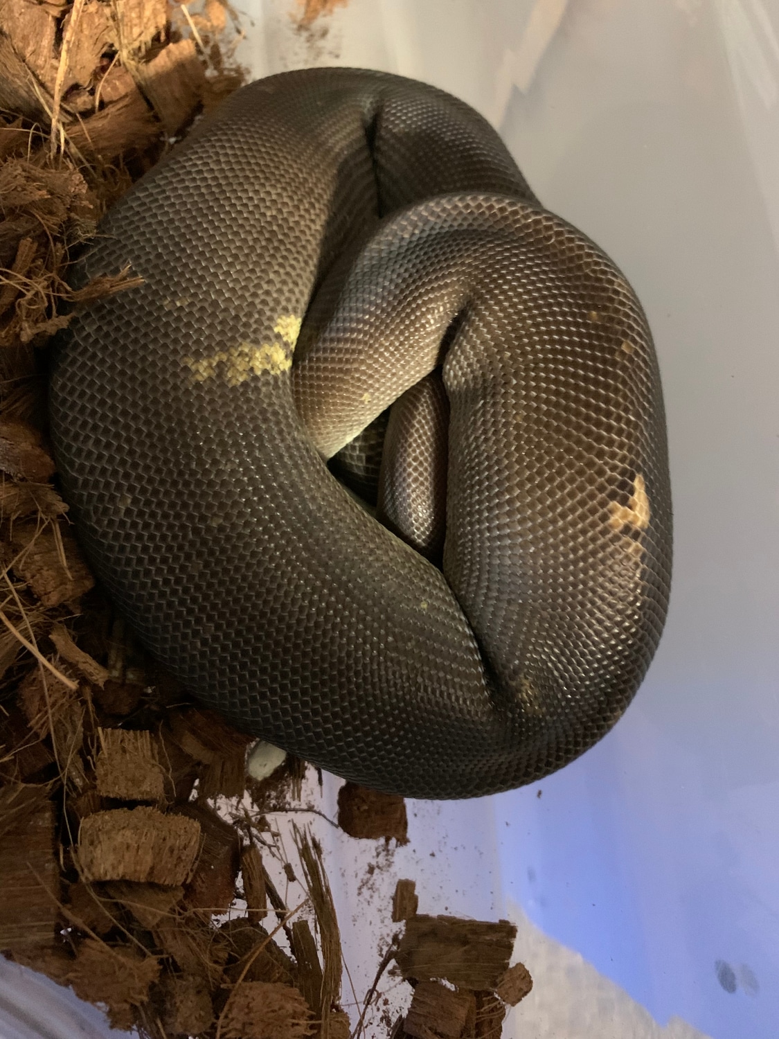Super Cinnamon Ball Python by Cold Blooded Exotics - MorphMarket