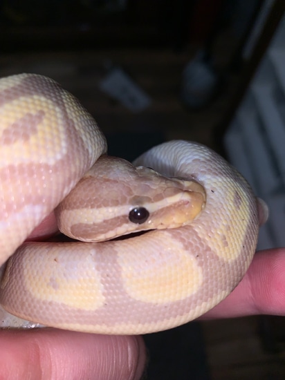 Banana Ball Python by Cold Blooded Exotics