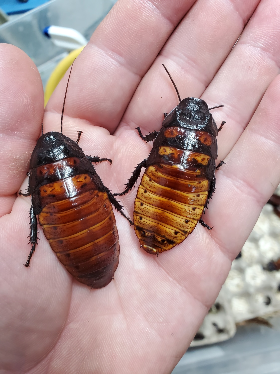 Madagascar Hissing More Invertebrate by Cold Blooded Pets Llc - MorphMarket