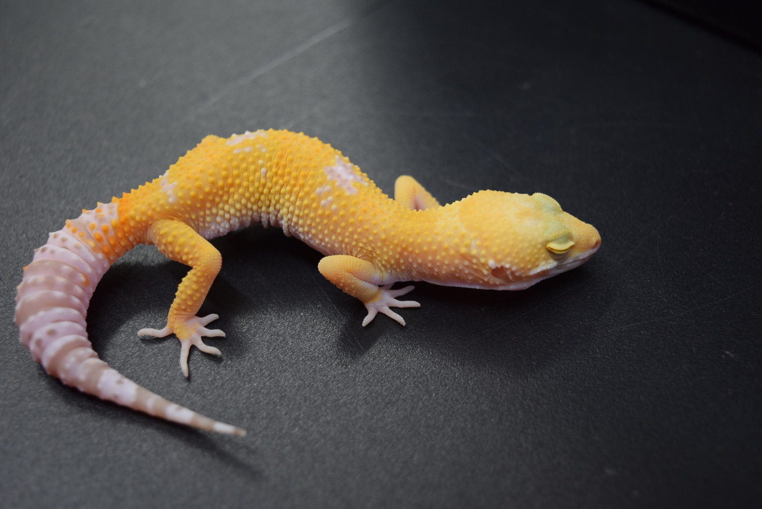 HYBINO Leopard Gecko by Cold Blooded Pets Llc - MorphMarket