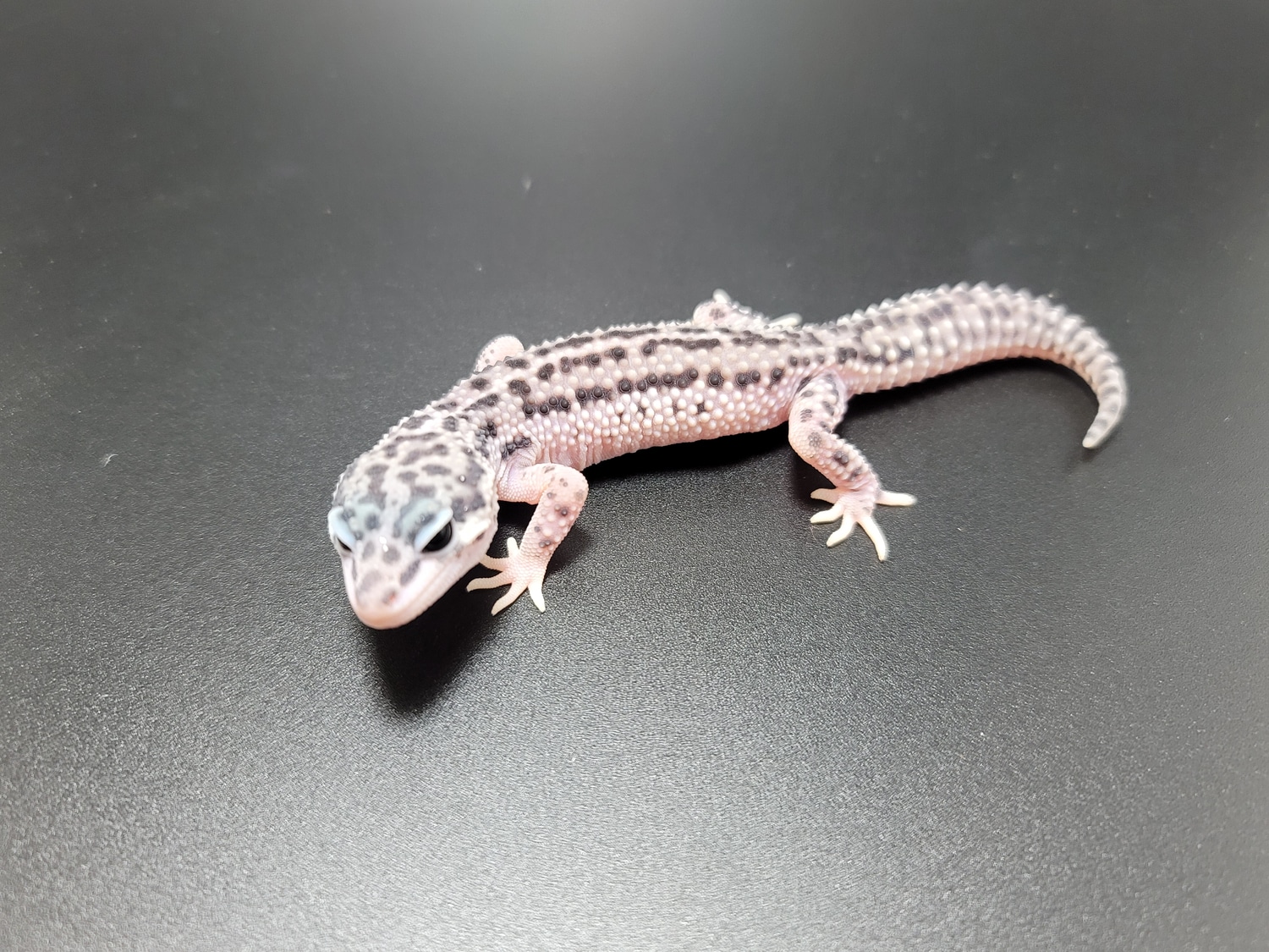 Mack Super Snow Leopard Gecko by Cold Blooded Pets Llc - MorphMarket
