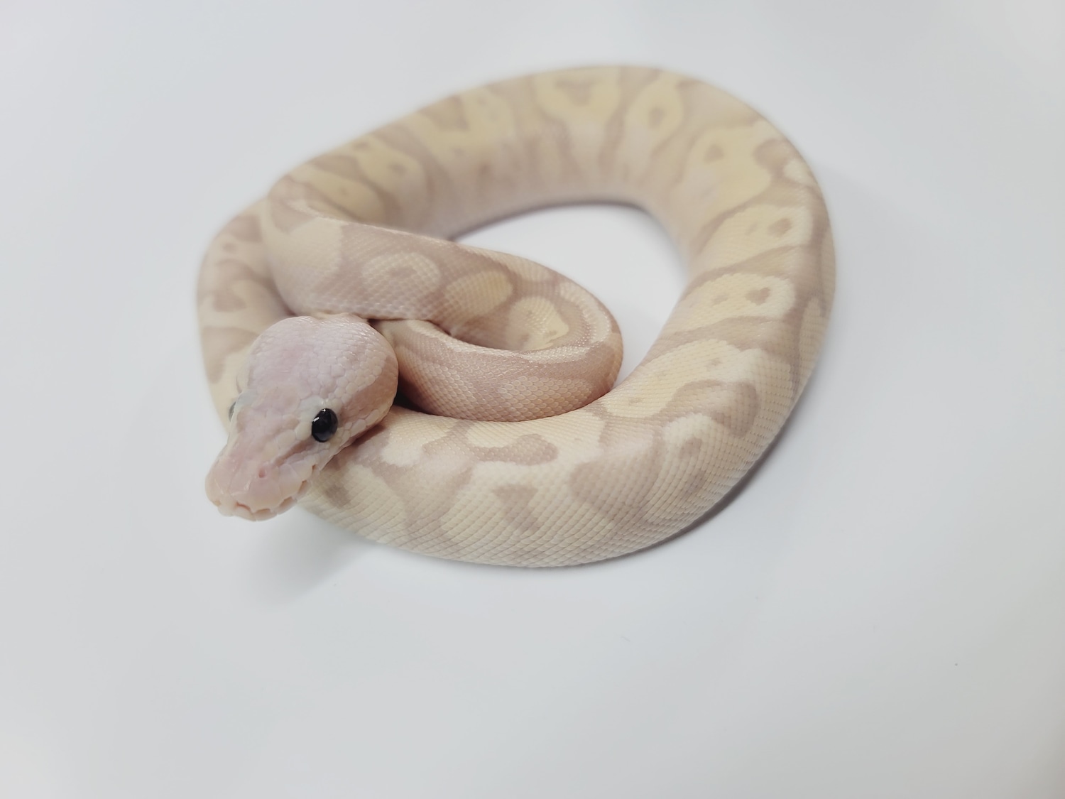 Firefly Banana Ball Python by Cold Blooded Pets Llc - MorphMarket
