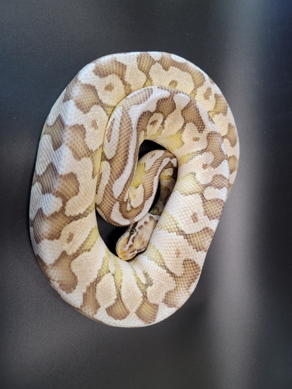 Lesser HGW Pos Spider Ball Python by Cold Blooded Pets Llc