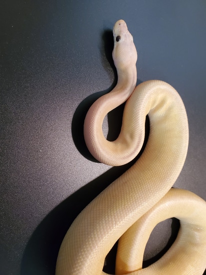 Super Pastel Banana Pinstripe Ball Python by Cold Blooded Pets Llc