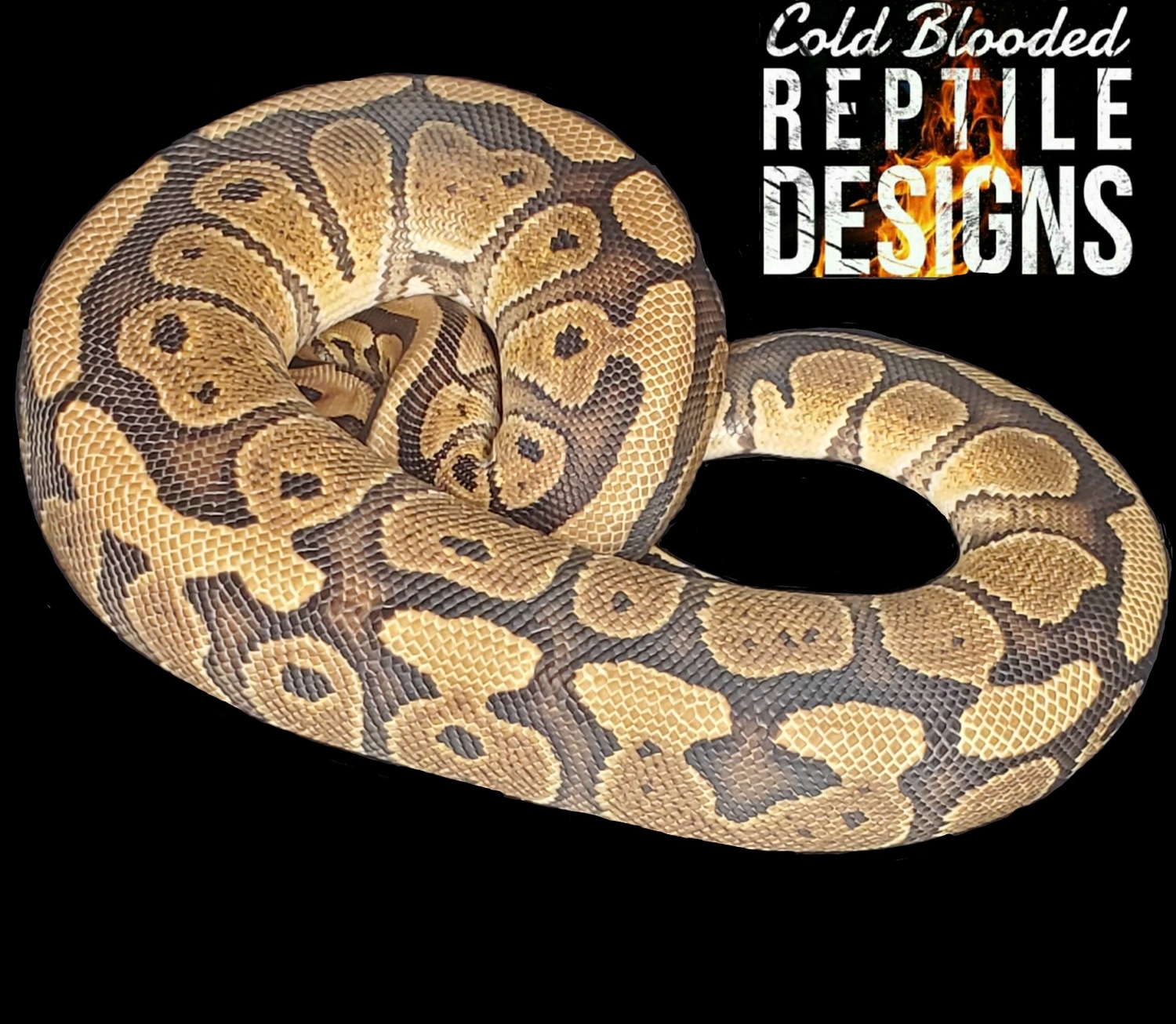 Red Stripe Ball Python by Elevated Exotics - MorphMarket