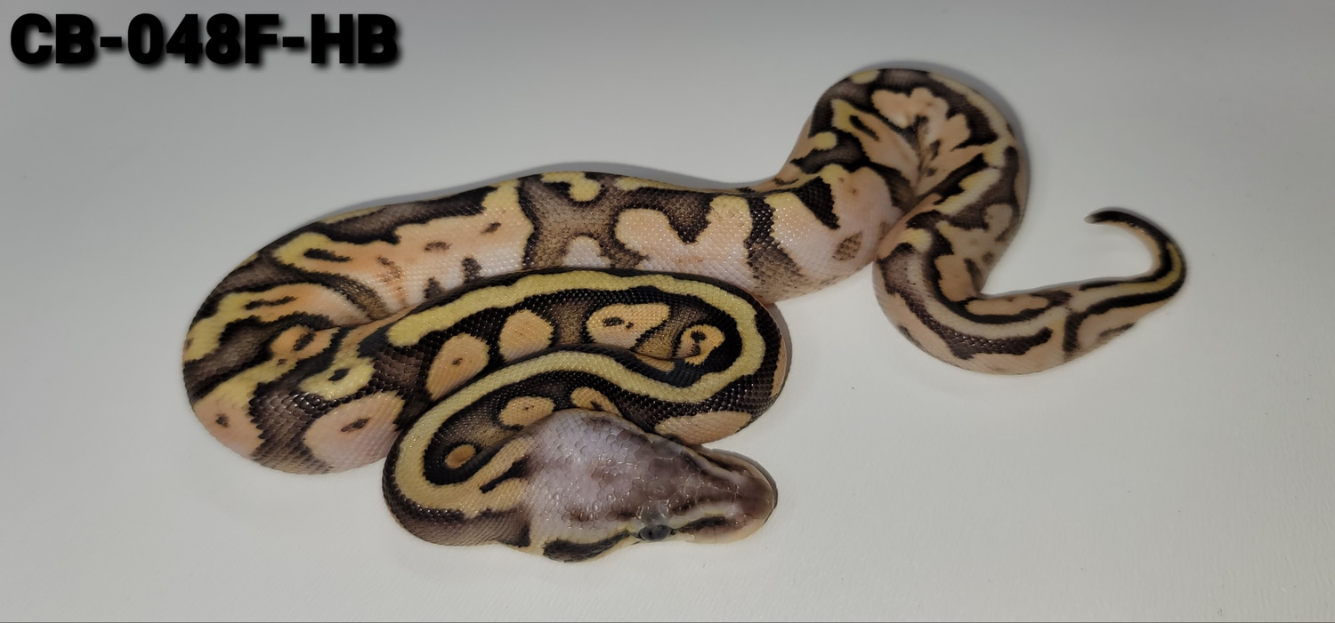 Super Pastel Calico Ball Python by Elevated Exotics - MorphMarket