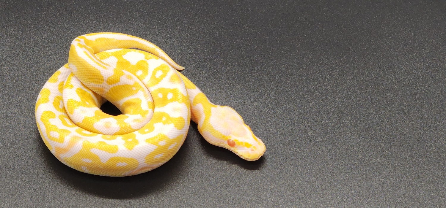 Albino Pastel Yellowbelly Ball Python by Elevated Exotics - MorphMarket
