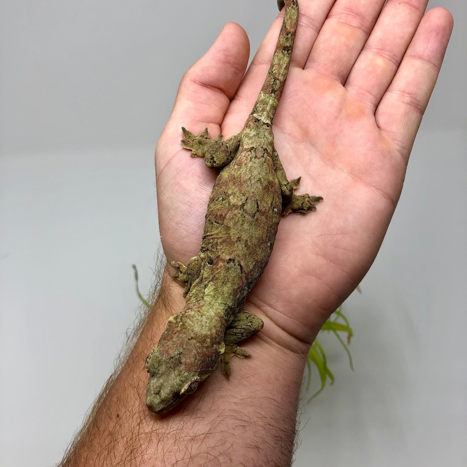 Mainland Chahoua Gecko by Cold Blooded Science - MorphMarket