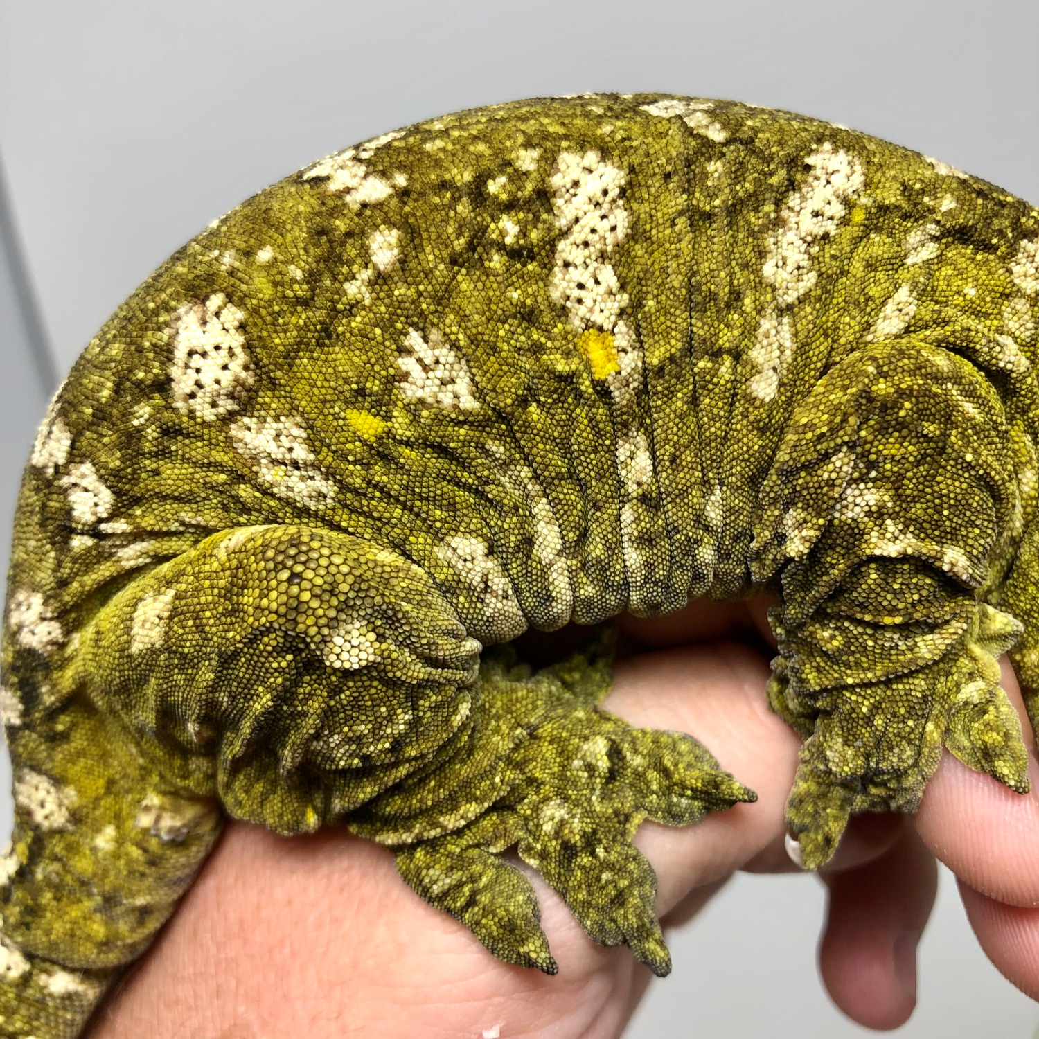 Pine Island X Moro X Nuu Ami) Leachianus Gecko by Cold Blooded Science ...