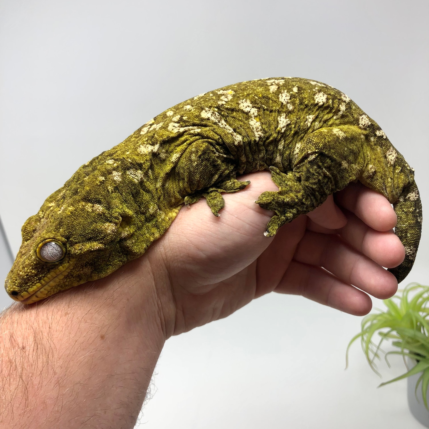 Pine Island X Moro X Nuu Ami) Leachianus Gecko by Cold Blooded Science ...