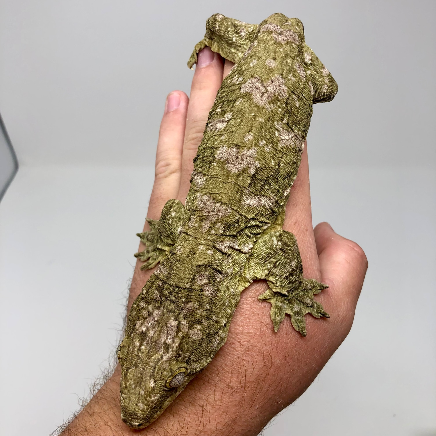 PDV Line High Color (Moro X Nuu Ami X Pine Island) Leachianus Gecko by ...