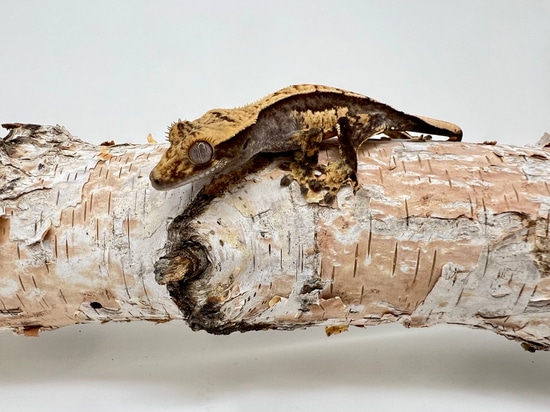 Lavender Partial Pin (Free Shipping) Crested Gecko by Cold Blooded Science