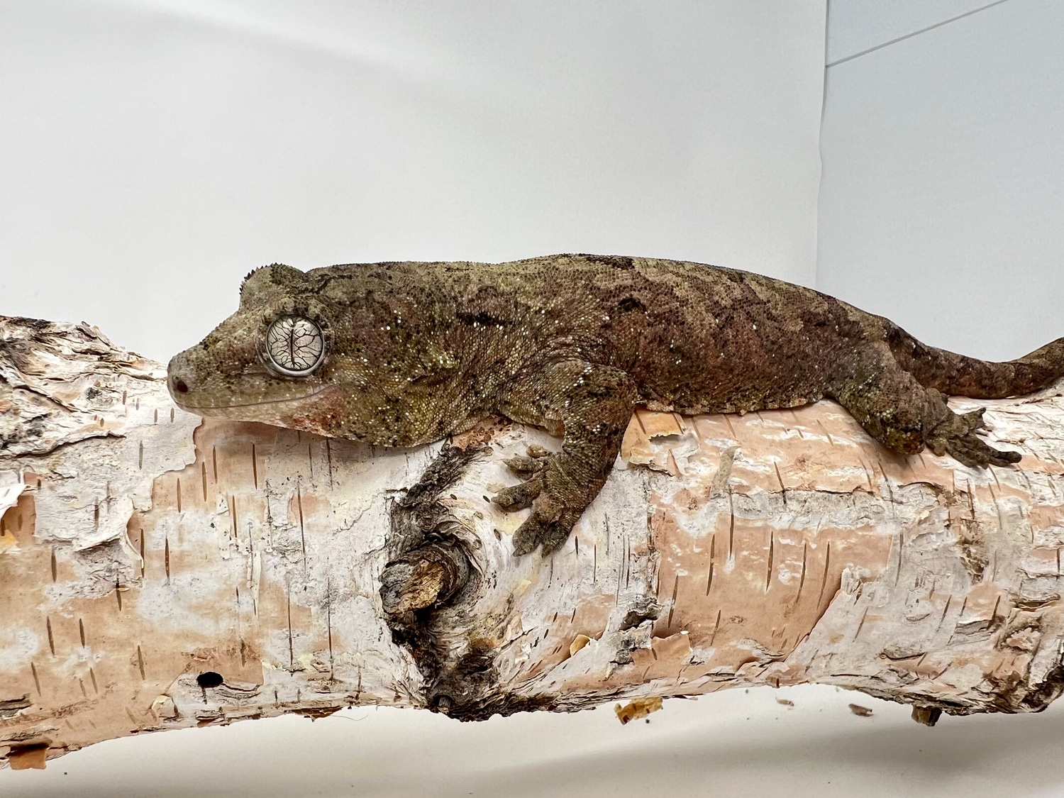 Red Pine Island (Free Shipping) Chahoua Gecko by Cold Blooded Science ...