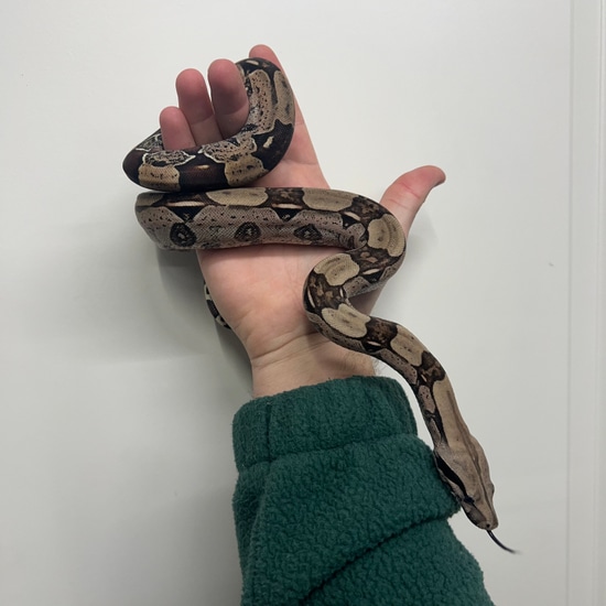 Surinam Red Tail Boa Boa Constrictor by Cold Blooded Science
