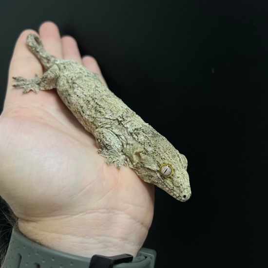 Pure GT Dark Morph (NO RESERVE) Leachianus Gecko by Cold Blooded Science