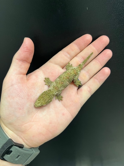 High Pink Pure Brosse Leachianus Gecko by Cold Blooded Science