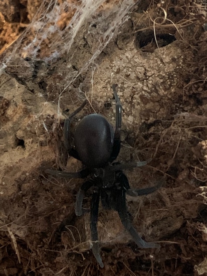 Sahastata Wunderlichi Other Spider by Kernohan’s Archaics