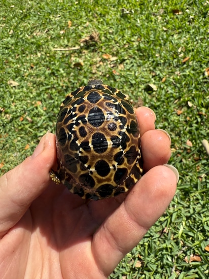 Radiated Tortoise Texas Only by CT's Tortoises