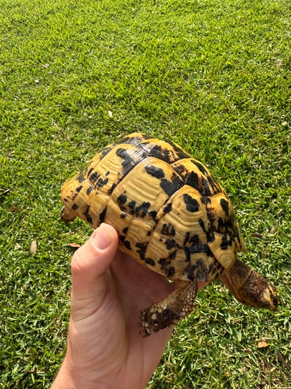 Female Libyan Greek Tortoise by CT's Tortoises
