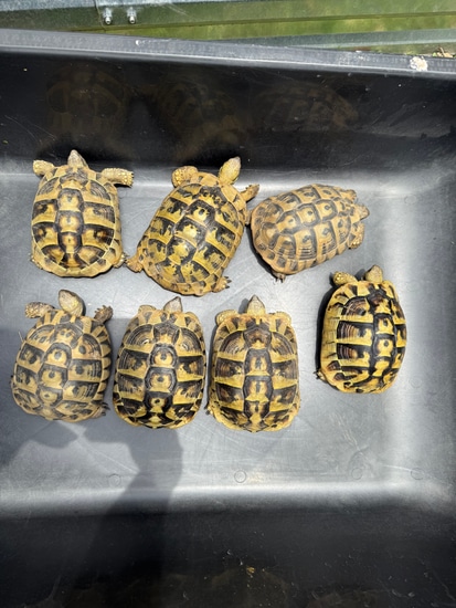 Adult Hermanns Tortoises (Read Description) Hermann's Tortoise by CT's ...