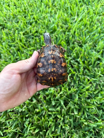 Eastern Box Turtle by CT's Tortoises