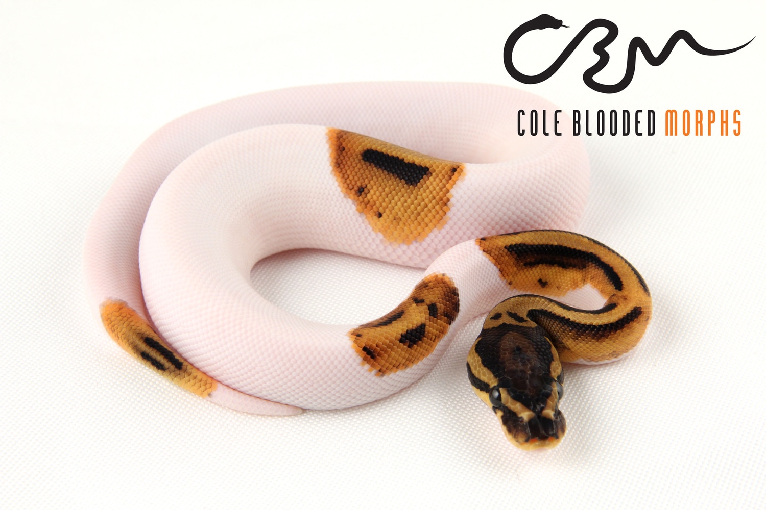 Piebald 100% Het Clown Ball Python by Cole Blooded Morphs - MorphMarket