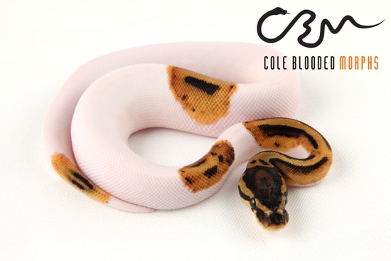 Piebald 100% Het Clown Ball Python by Cole Blooded Morphs