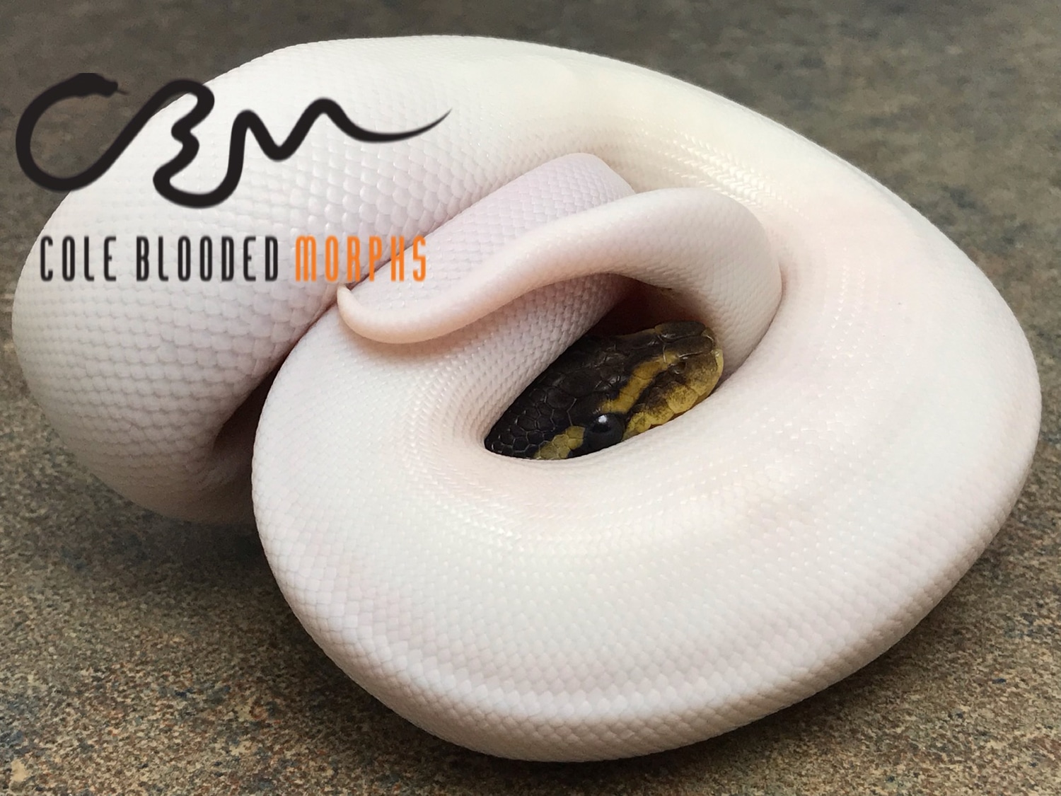 Black Pastel Piebald Ball Python by Cole Blooded Morphs - MorphMarket
