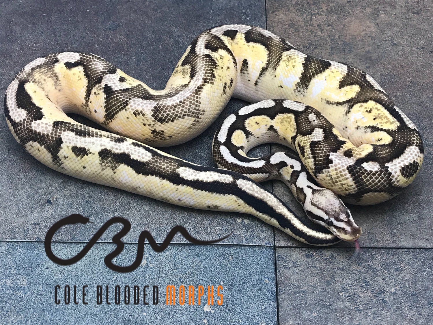 Firefly Calico Ball Python by Cole Blooded Morphs - MorphMarket