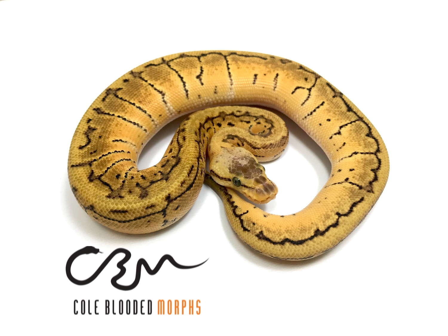 Lemon Blast 100% Het Piebald 66% Het Clown 50% Het Cryptic Ball Python ...