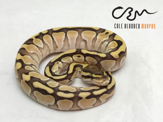 Lesser 100% Het Lavender Albino Ball Python by Cole Blooded Morphs