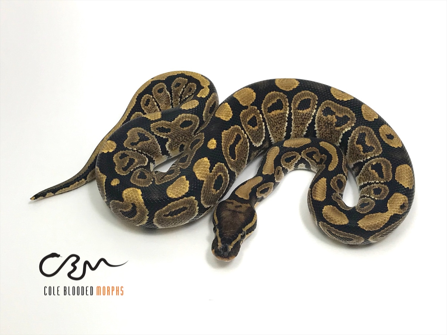 100% Het Orange Ghost 50% Het Monsoon Ball Python by Cole Blooded ...