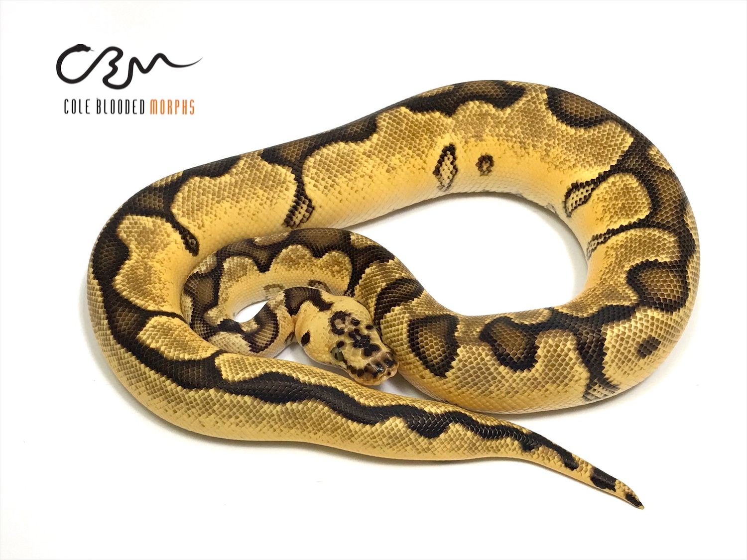 Enchi Pastel Clown 100% Het Piebald 50% Het Cryptic Ball Python by Cole ...