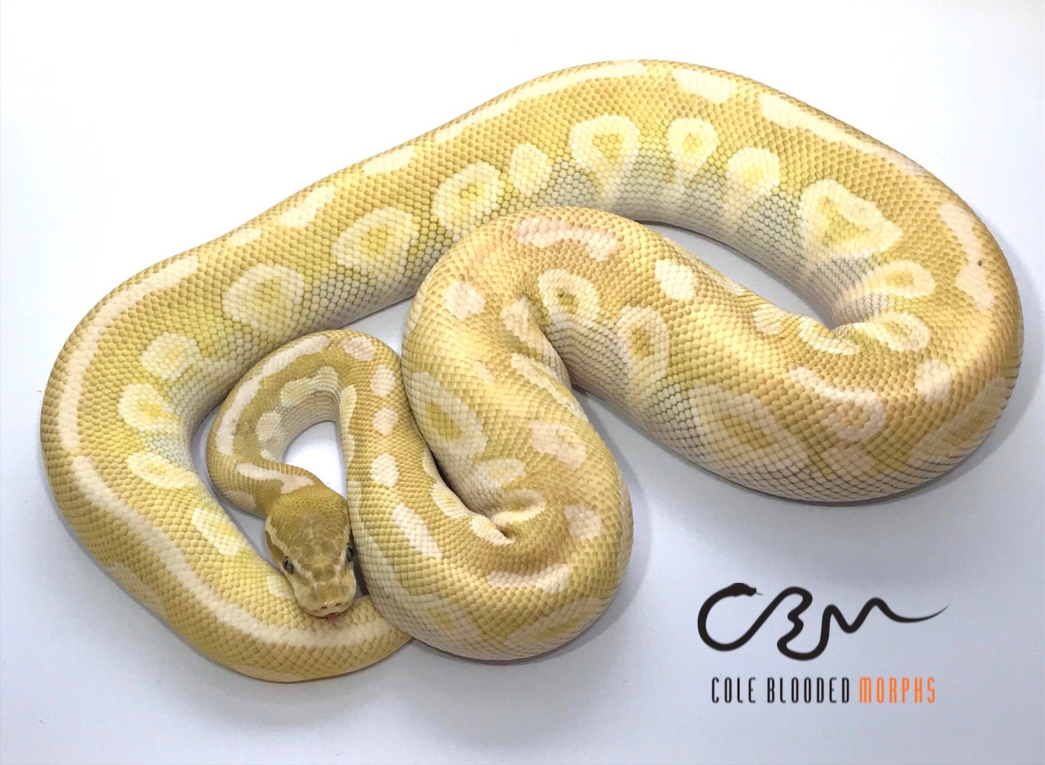 Mojave Special Ball Python by Cole Blooded Morphs - MorphMarket