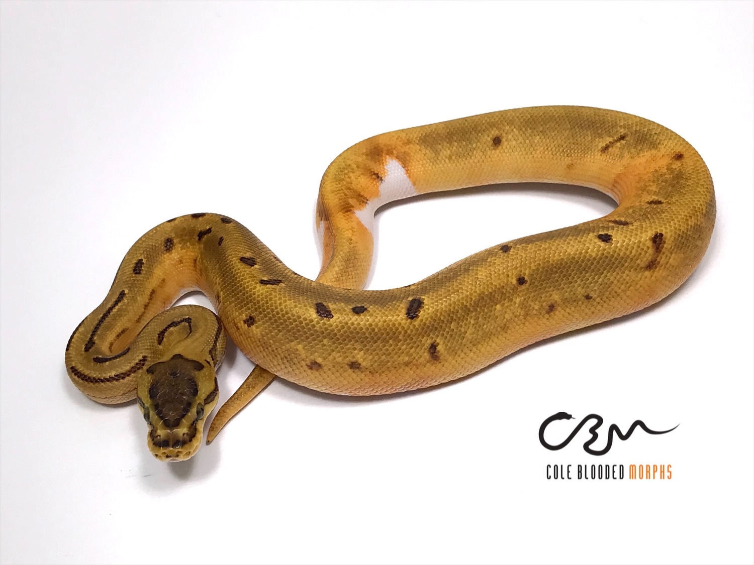 Enchi Pinstripe Piebald 66% Het Clown Ball Python by Cole Blooded ...
