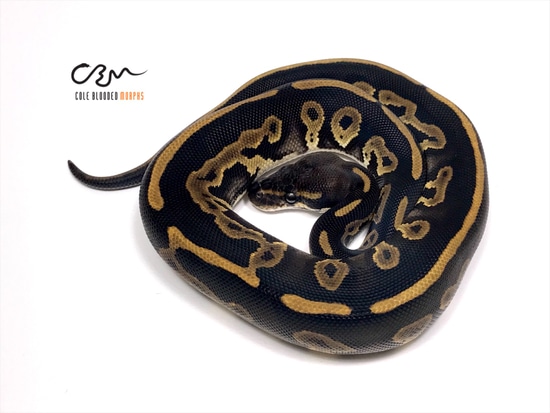 Black Head Leopard Ball Python by Cole Blooded Morphs