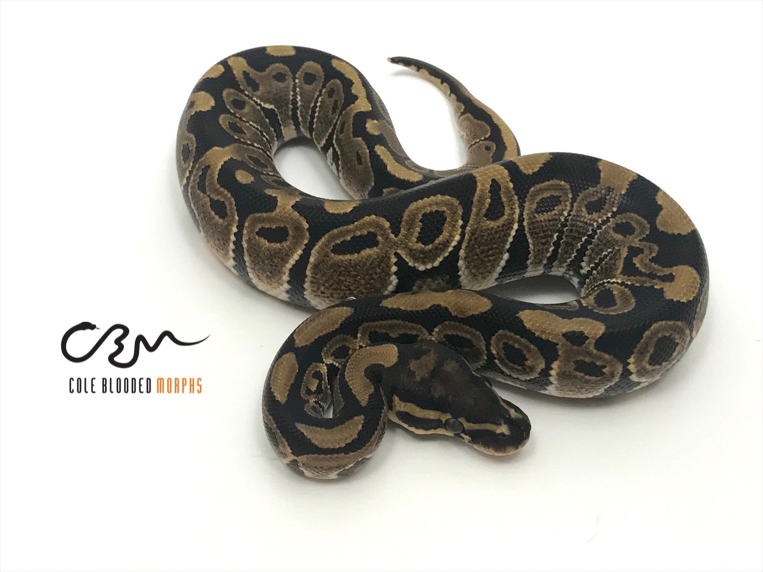100% Het Orange Ghost 50% Het Monsoon Ball Python by Cole Blooded Morphs - MorphMarket